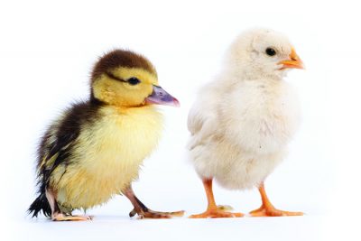 Incubating Duck Eggs with Chicken Eggs - Backyard Poultry